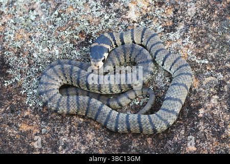 Highly venomous Juvenile Australian Eastern Brown Snake Stock Photo - Alamy