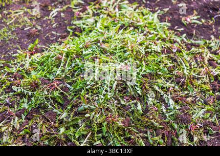 Pile of freshly pulled dandelions with roots lying on wet soil after ...