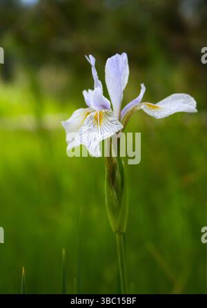 The Mountain Iris (Iris missouriensis) is a native wildflower found in ...
