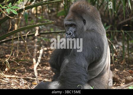 photo of a silverback gorilla's facial expression Stock Photo - Alamy
