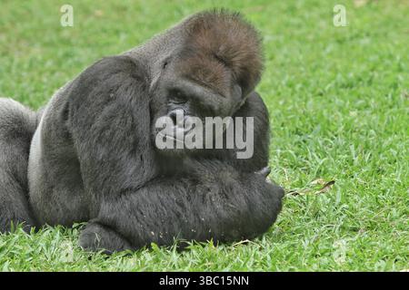 photo of a silverback gorilla's facial expression Stock Photo - Alamy