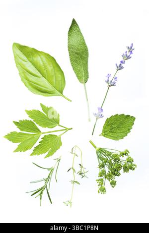 Sage leaves in a circle - Sage circle on white background Stock Photo ...