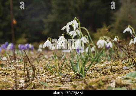 A flower meadow with crocuses and snowdrops in spring Stock Photo - Alamy