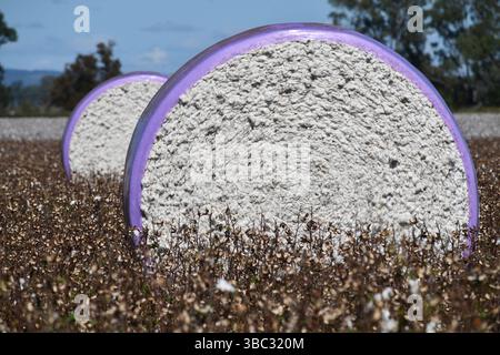 Cotton crop ready for harvest at Byee, near Murgon in the South Burnett ...