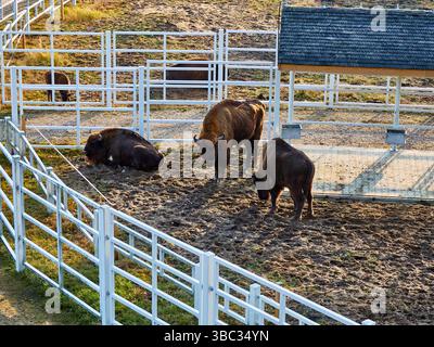 European bison in the enclosure at the bison breeding farm in Muczne ...