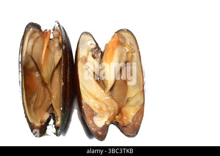 Raw Mussel, bivalve molluscs, from saltwater and freshwater habitats ...