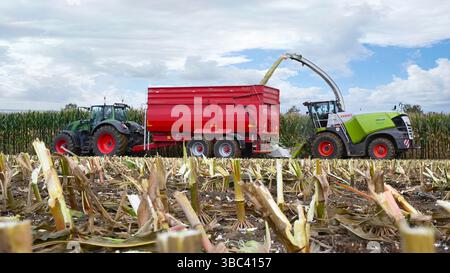 Tractor with chopper and tongs harvesting the maize crop in the maize ...