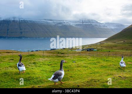 Faroese Geese - Faroe Islands Stock Photo - Alamy