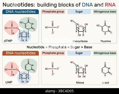 Uridine monophosphate (UMP) nucleotide molecule, monomer in RNA ...