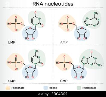 Uridine monophosphate (UMP) nucleotide molecule, monomer in RNA ...
