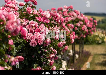 Row of red roses on a garden white picket fence and sidewalk, Cape May ...