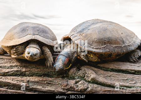 Horto Florestal in Sao Paulo, Brazil Stock Photo - Alamy