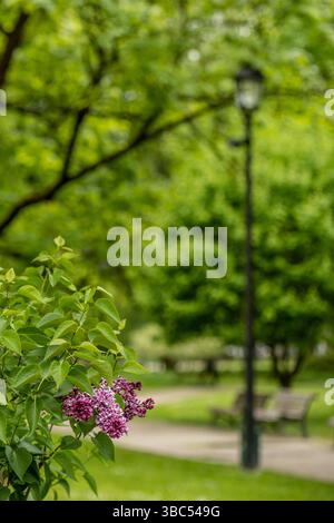 Spring in the park. Lilac tree and bench for relaxation Stock Photo - Alamy