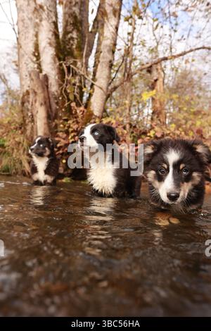 Dog splashing in small stream on a walking path in the Palatine Forest ...