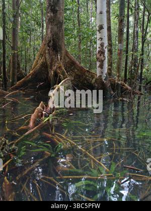 Kayaking the rainforest of Misool, Raja Ampat, West Papua, Indonesia ...