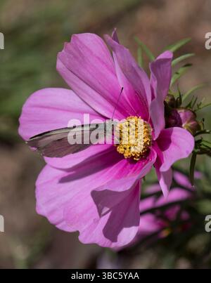 Cabbage butterfly (Pieris brassicae) on a thistle flower, Hesse ...