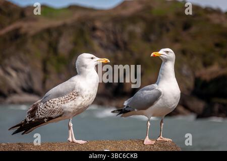 Adult and Juvenile Herring Gull, Ilfracombe, Devon, England, UK Stock ...