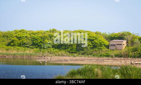 Hauxley Nature Reserve, Northumberland May 2025 Stock Photo - Alamy