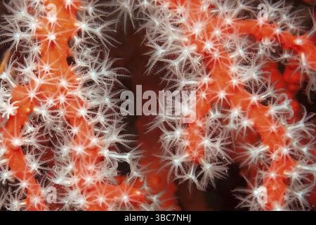 White polyps of red coral (Corallium rubrum) filter plankton from ...
