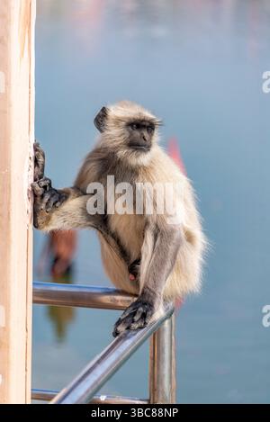 Monkey. - Stock image Stock Photo - Alamy