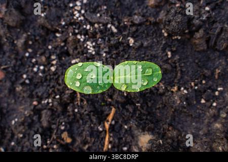 Cucumber sprout with first leaves in water drops close-up Stock Photo ...