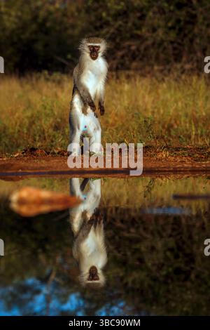 Vervet monkey standing up along waterhole with reflection in Kruger ...