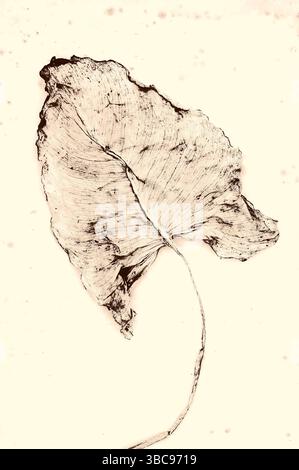 Autumn dry leaf on a plain yellow background Stock Photo - Alamy