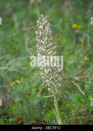 The gigantic blossoms and inflorescences of the lizard orchid ...