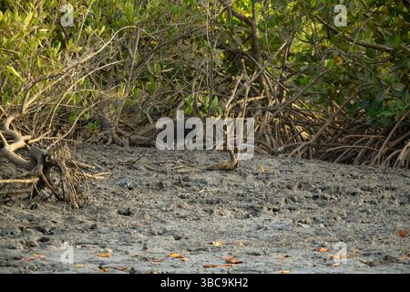 Marsh mongoose Atilax paludinosus, foraging on muddy bank, Kambujeh ...