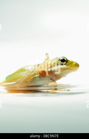 A small tree frog sticks to the side of a glass jar against a white ...