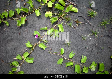 Morning glory flowers, Ginger leaf or Ipomoea asarifolia on a sandy ...