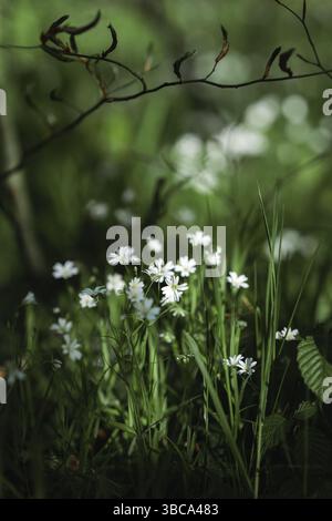 Stellaria holostea. delicate forest flowers of the chickweed, Stellaria ...