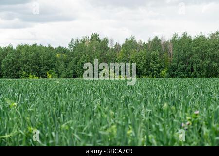 Fields against blue sky, space for text. Agriculture Stock Photo - Alamy