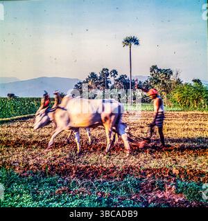 Traditionally farmers use bullock to plough the field using animals ...
