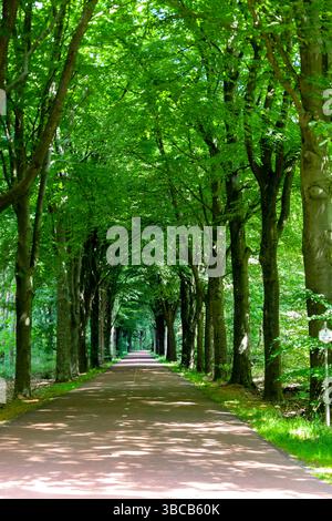 A bike path that runs through the forest Stock Photo - Alamy