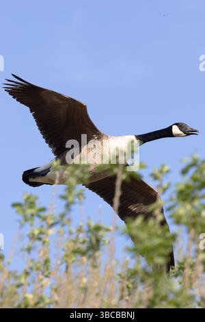 Canada Goose (Branta canadensis). April in Acadia National Park, Maine ...