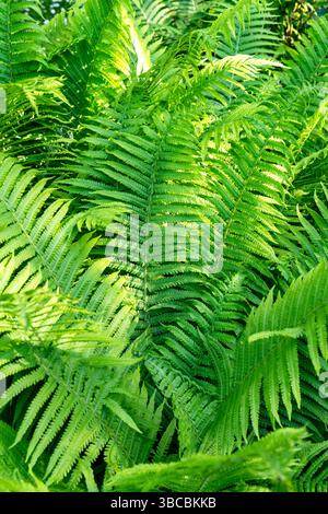 Male deciduous Fern plant Dryopteris filix-mas abstract Stock Photo - Alamy