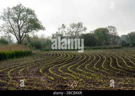 Curved lines of young plants growing in a field Stock Photo - Alamy