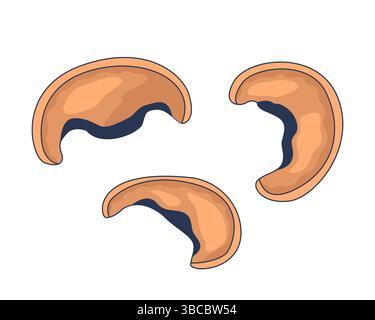 Three mushroom caps sliced 2D line object. Edible fungi. Cooking ...