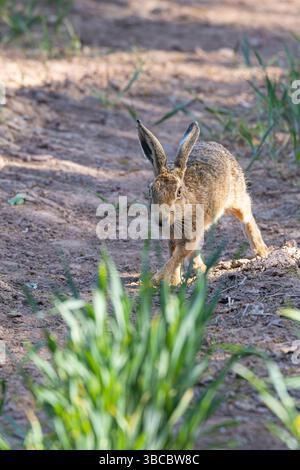 A Brown Hare ( Lepus europaeus) running across a sugar beet field, side ...