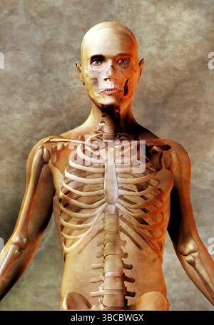 Human Skeleton Anatomy For medical concept 3D Illustration Stock Photo ...