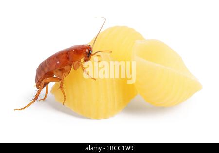 Cockroach crawling on pasta against white background Stock Photo - Alamy