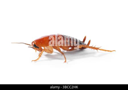One cockroach on white background. Pest control Stock Photo - Alamy