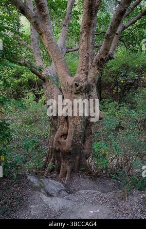 A tree trunk in the forest is twisted as screw Stock Photo - Alamy