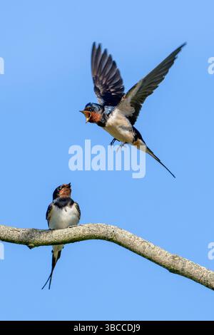 MALE AND FEMALE TREE SWALLOW Stock Photo - Alamy