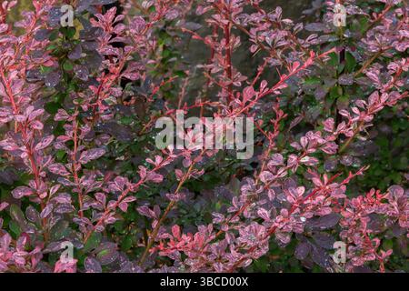 Close Up of Variegated Japanese Barberry Leaves with Pink and Burgundy ...