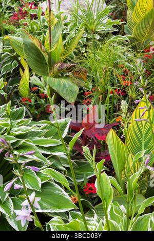A closeup shot of Coleus leaves Stock Photo - Alamy