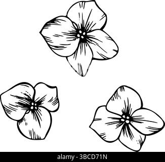 Set of hydrangea flowers. Beautiful decorative plants Stock Vector ...