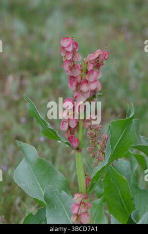 Veiny Dock, Rumex venosus, in fruit Stock Photo - Alamy