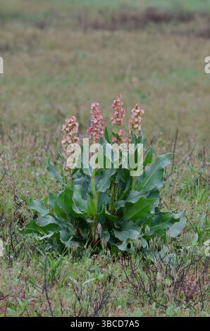 Veiny Dock, Rumex venosus, in fruit Stock Photo - Alamy